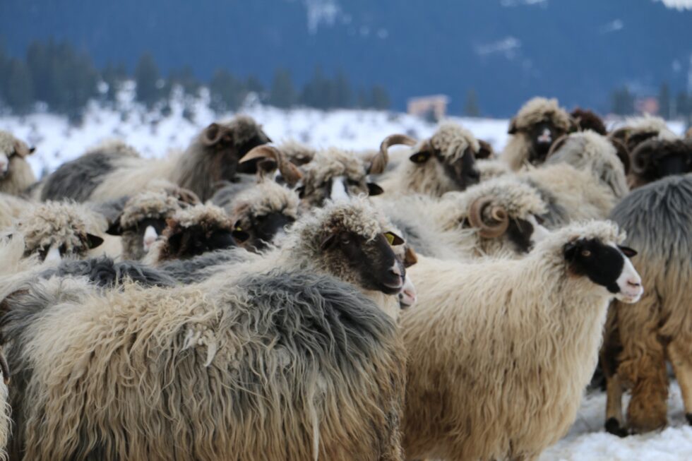 NAŠE BLAGO: Bh. autohtone domaće životinje | Misli o prirodi